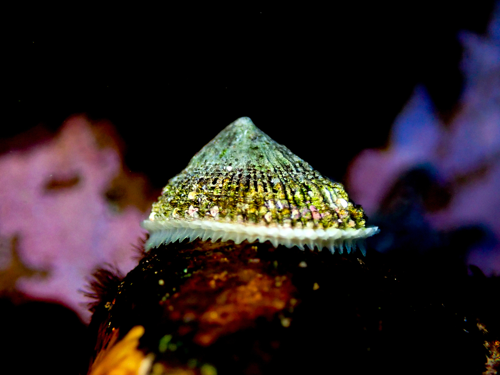 Cap-shaped False Limpet from Bateau Bay NSW, Australia on July 6, 2023 ...