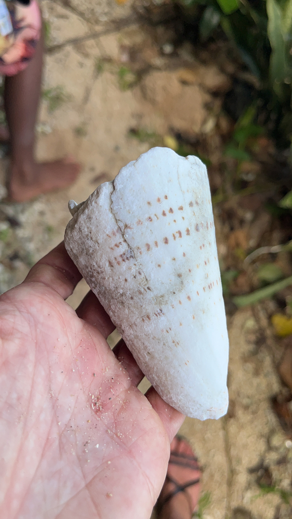 Leopard Cone in July 2023 by alexbarnard · iNaturalist