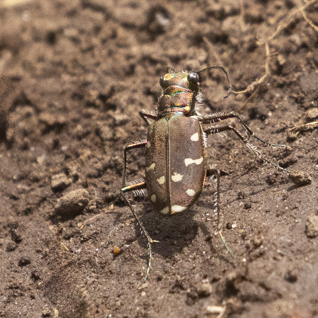 Western Tiger Beetle from Rio Blanco County, CO, USA on July 6, 2023 at ...
