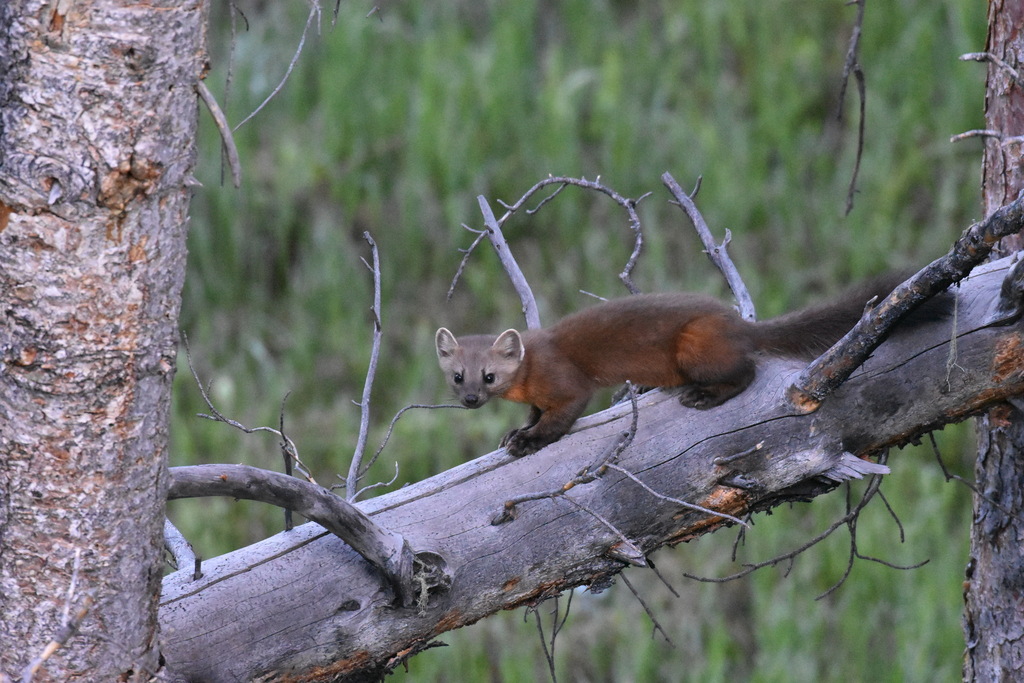Pacific Marten (Martes caurina) (Wildlife of the United States ...