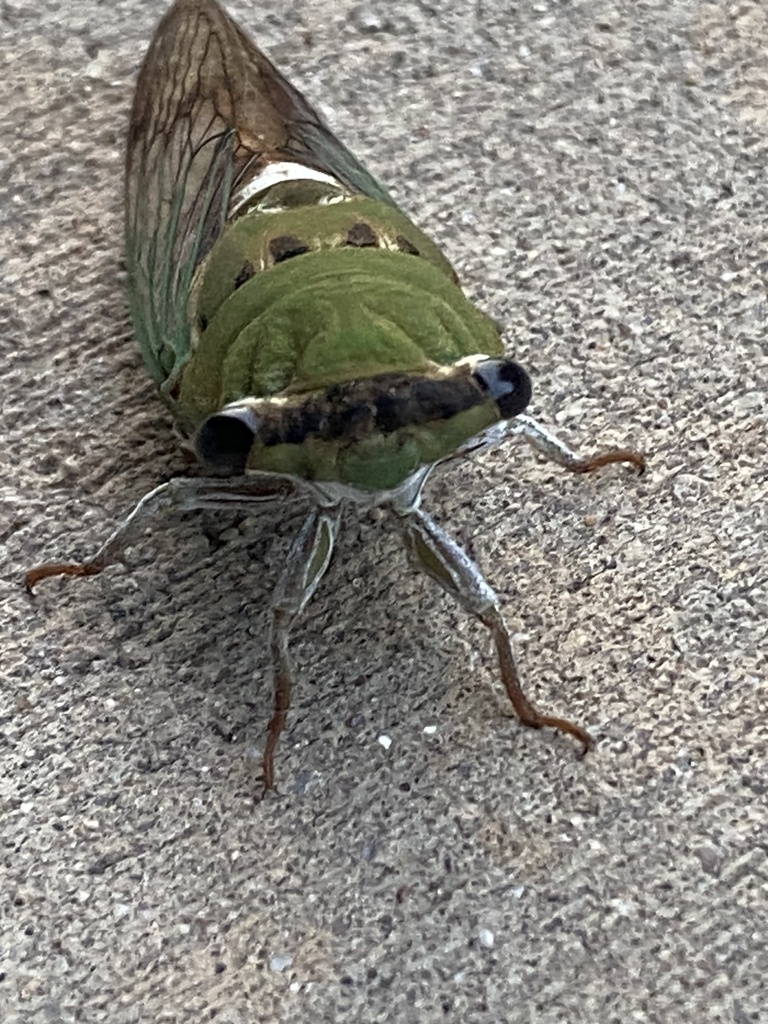 Superb Dog-day Cicada from Tarrant County College, Fort Worth, TX, US ...