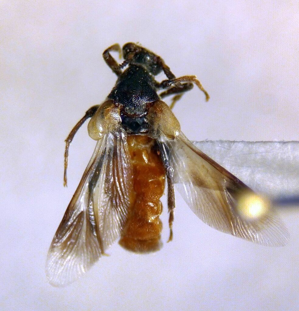 Ripiphorus neomexicanus from Roosevelt County, NM, USA on July 2, 2023 ...