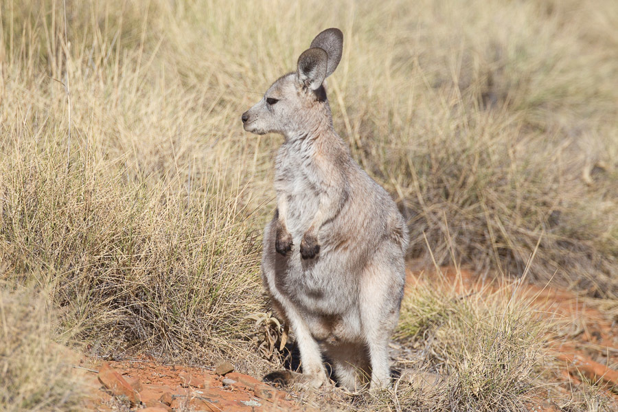 Common Wallaroo (Osphranter robustus) - Know Your Mammals