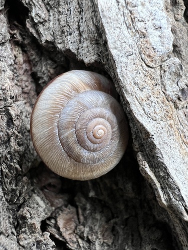 Subgenus Cathaica · iNaturalist