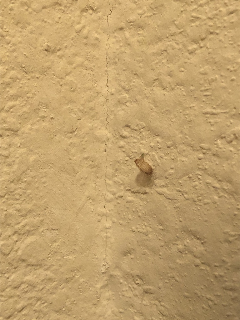Black Carpet Beetles from W Cleburne Rd, Fort Worth, TX, US on July 6 ...
