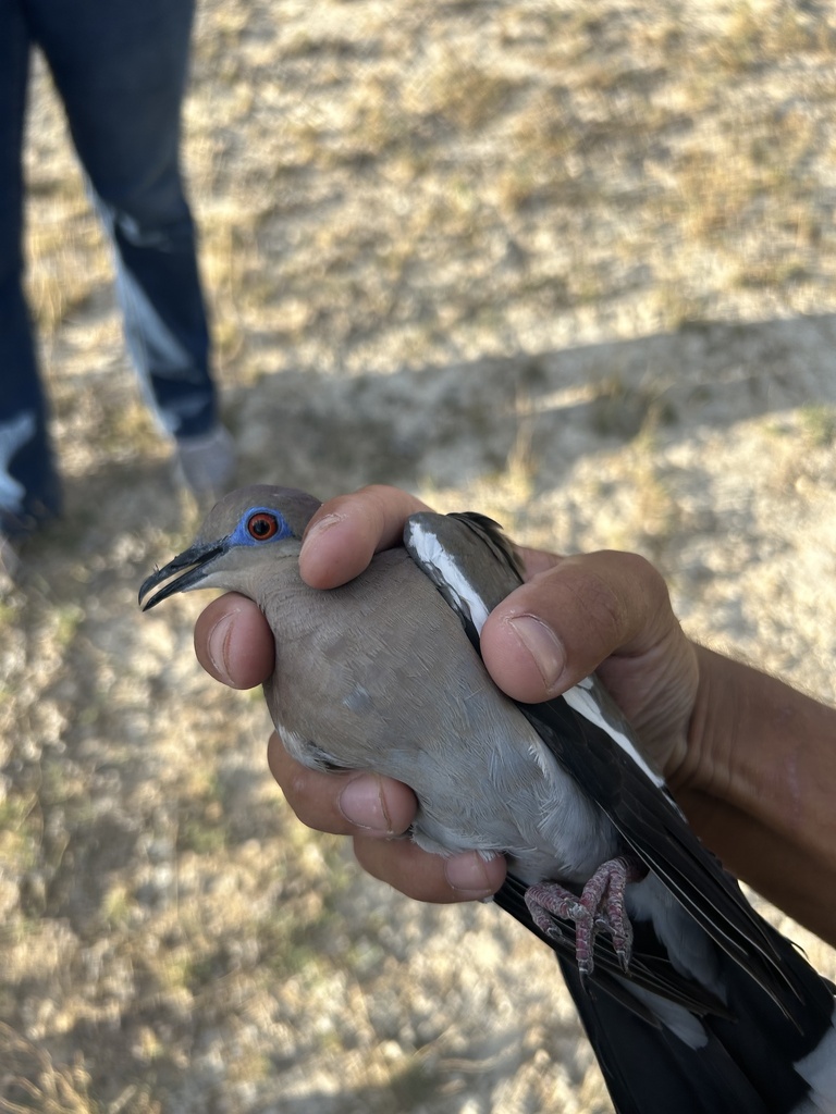White-winged Dove in July 2023 by alecsan · iNaturalist