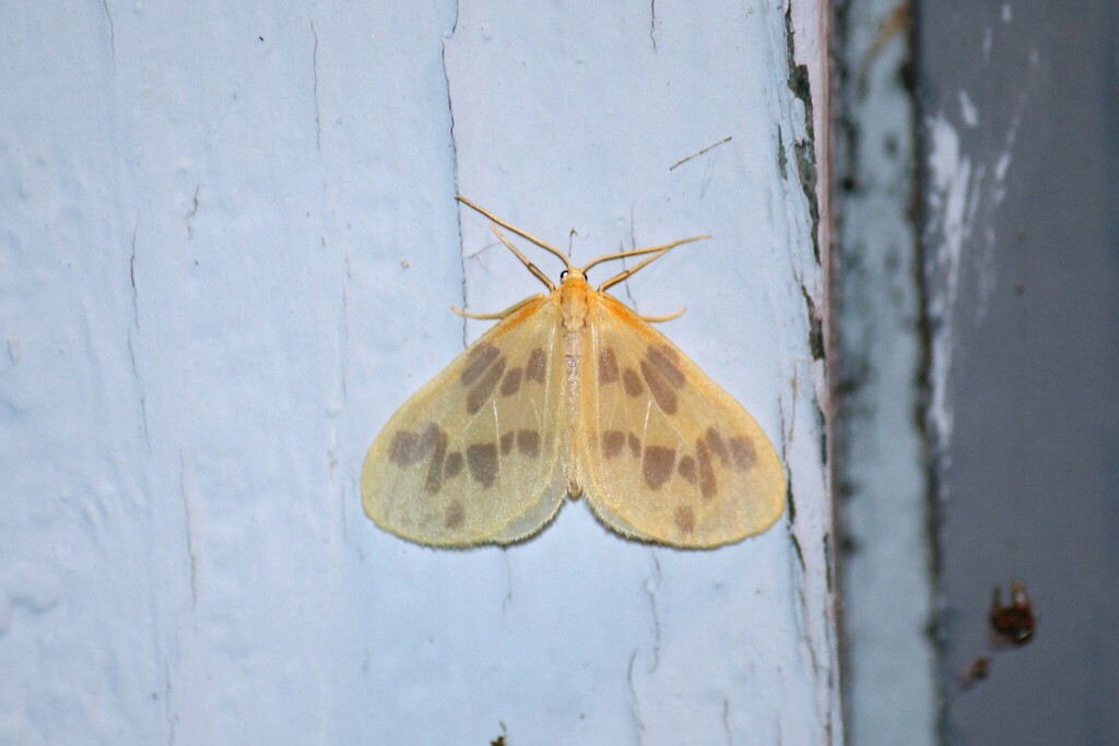 Beggar Moth from St Louis County, MN, USA on July 3, 2023 at 12:17 AM ...