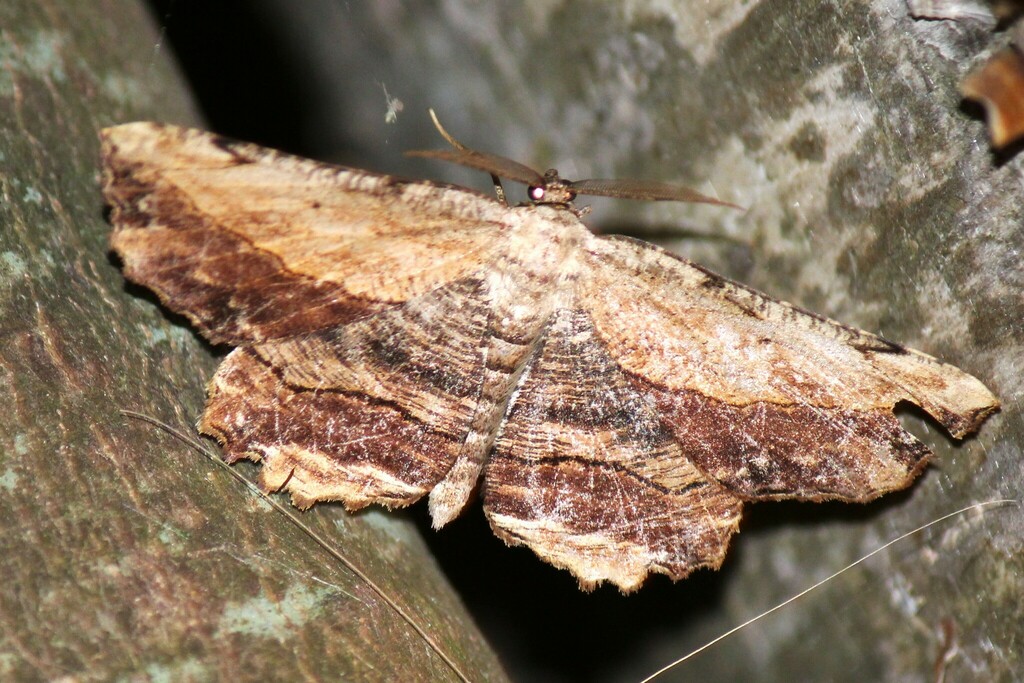 Common Lytrosis Moth from St Louis County, MN, USA on July 3, 2023 at ...