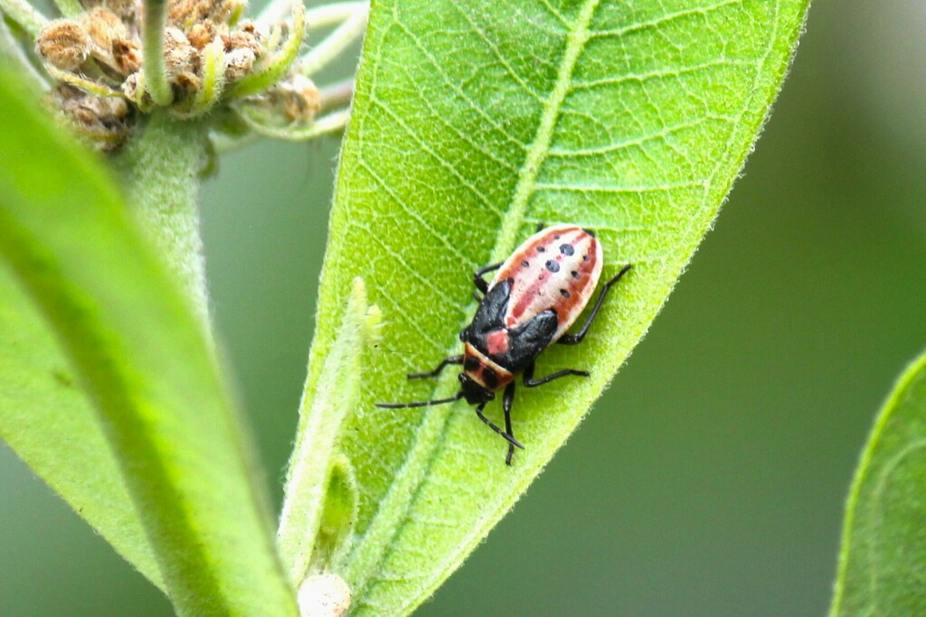 Small Milkweed Bug from St Louis County, MN, USA on July 5, 2023 at 10: ...