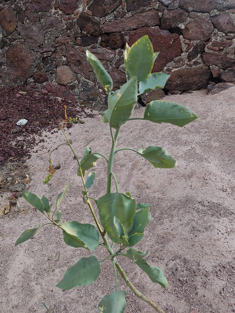 tree tobacco from 42438 Hgo., México on July 5, 2023 at 06:01 PM by ...