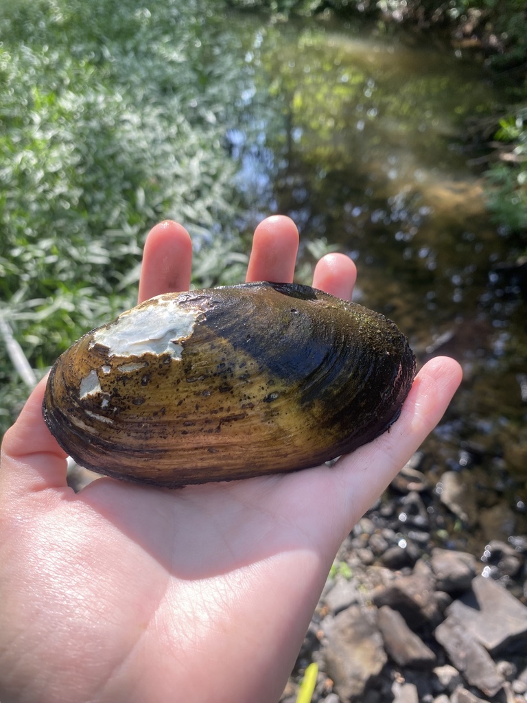 Fatmucket from Bismarck, MO, US on July 6, 2023 at 05:06 PM by Aubree ...