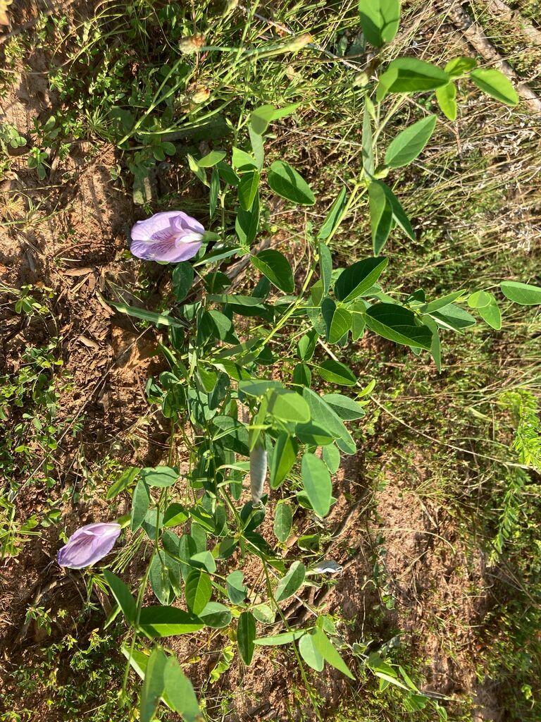 Pigeonwings from Lancaster County, SC, USA on July 6, 2023 at 10:44 PM ...