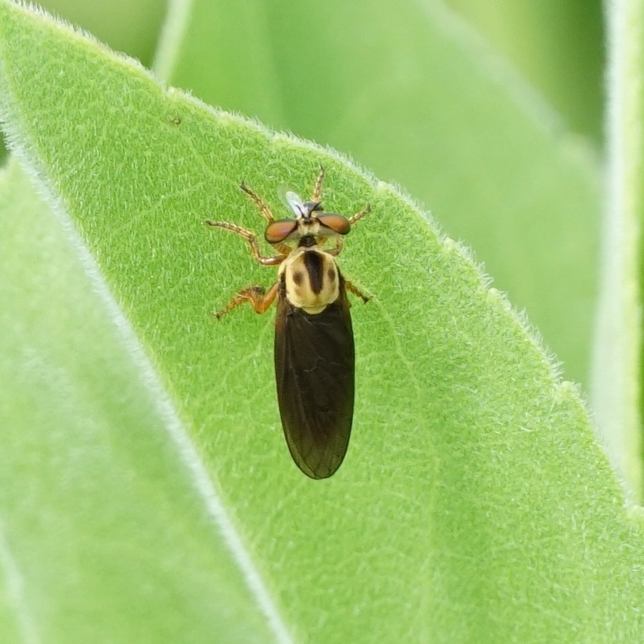 Gnat Ogres in July 2023 by Davis Harder · iNaturalist