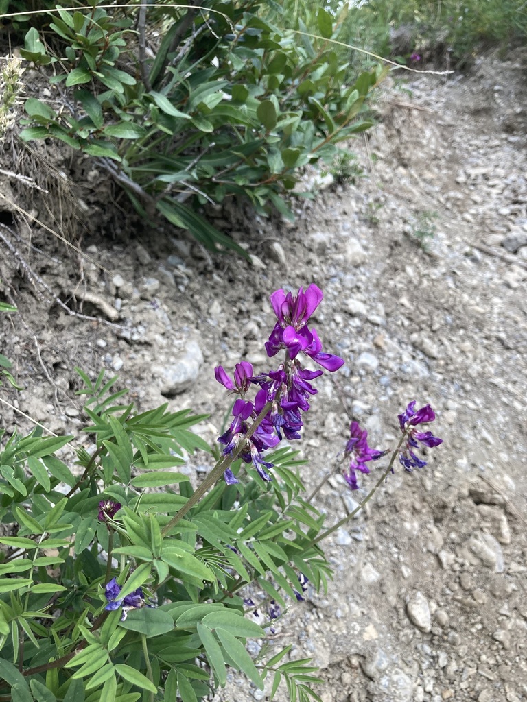 Boreal Sweet-vetch from Bighorn No. 8, AB, Canada on July 5, 2023 at 03 ...