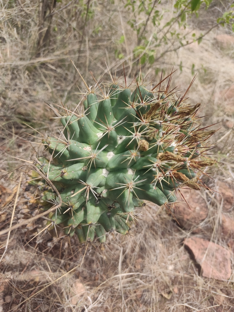 Coryphantha octacantha from 42438 Hgo., México on July 6, 2023 at 01:58 ...