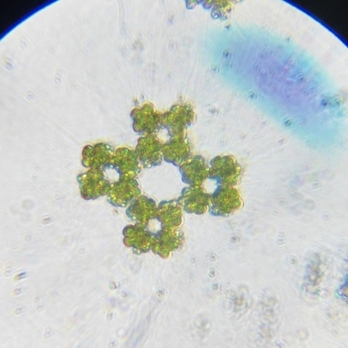 Micractinium valkanovii · iNaturalist