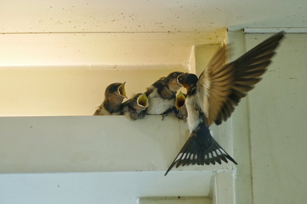 Barn Swallow from 市が尾, 横浜市青葉区, 神奈川県, JP on July 7, 2023 at 11:58 AM by ...