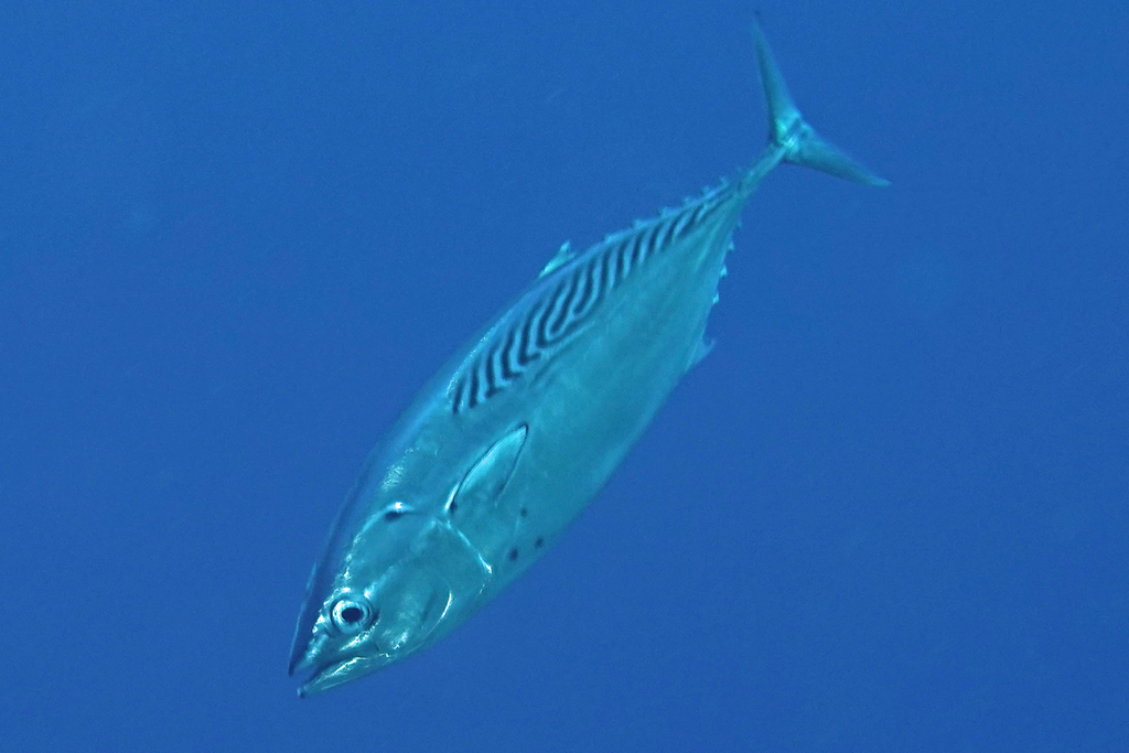 Mackerel Tuna (Euthynnus affinis) - Marine Life Identification