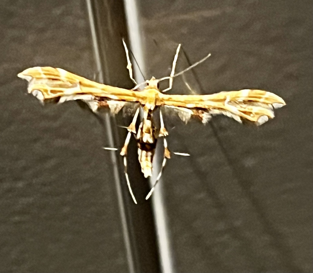Grape and Sheppard's Plume Moths from Goodhue Rd, Derry, NH, US on July ...