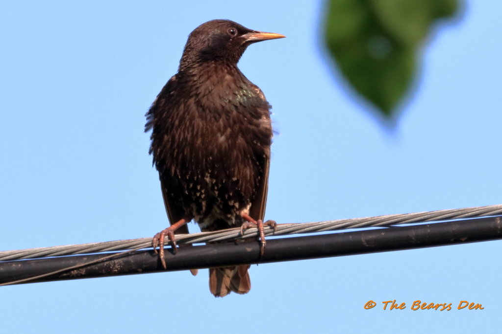 European Starling from Stewiacke, NS, Canada on July 6, 2023 at 06:30 ...