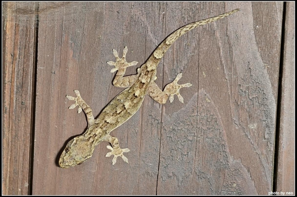 Guishan Island Gecko from 臺灣島, 礁溪鄉, ILA, TW on June 28, 2023 at 08:40 ...