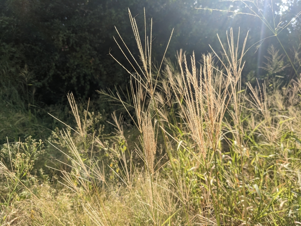 false Rhodes grass from McAllen, TX 78503, USA on July 1, 2023 at 09:23 ...