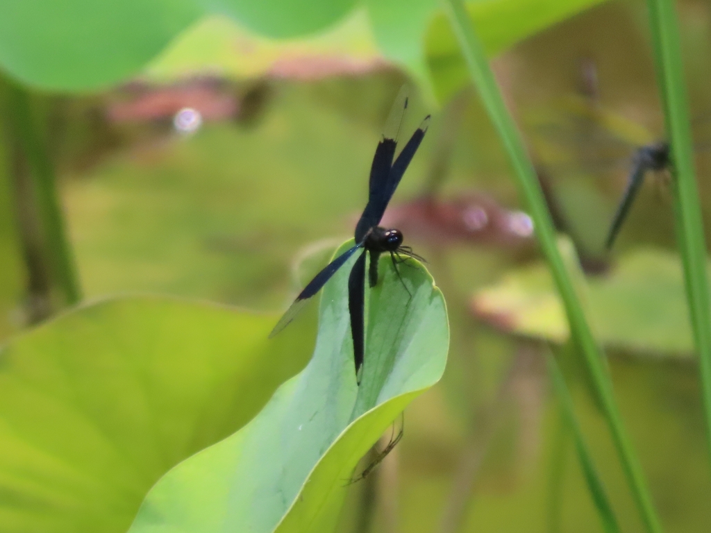 Butterfly Flutterer from 日本 〒206-0031 on July 7, 2023 at 11:59 AM by ...