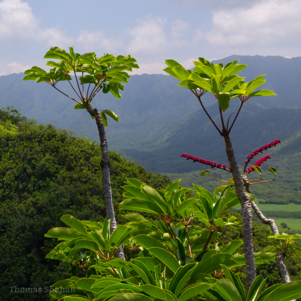 Australian Umbrella Tree in May 2014 by Thomas Shahan · iNaturalist