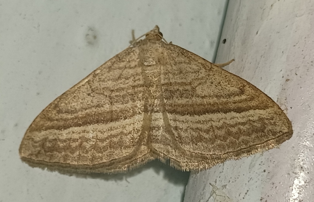 Butterflies and Moths from Kausani, District Almora, Uttarakhand 263639 ...