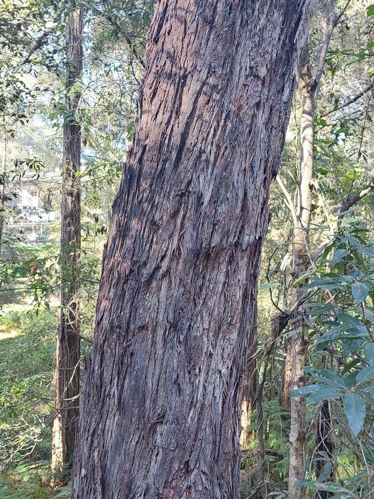 Red Mahogany from Normanhurst NSW 2076, Australia on July 7, 2023 at 02 ...