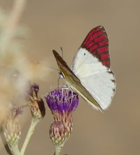 Subspecies Colotis celimene pholoe · iNaturalist