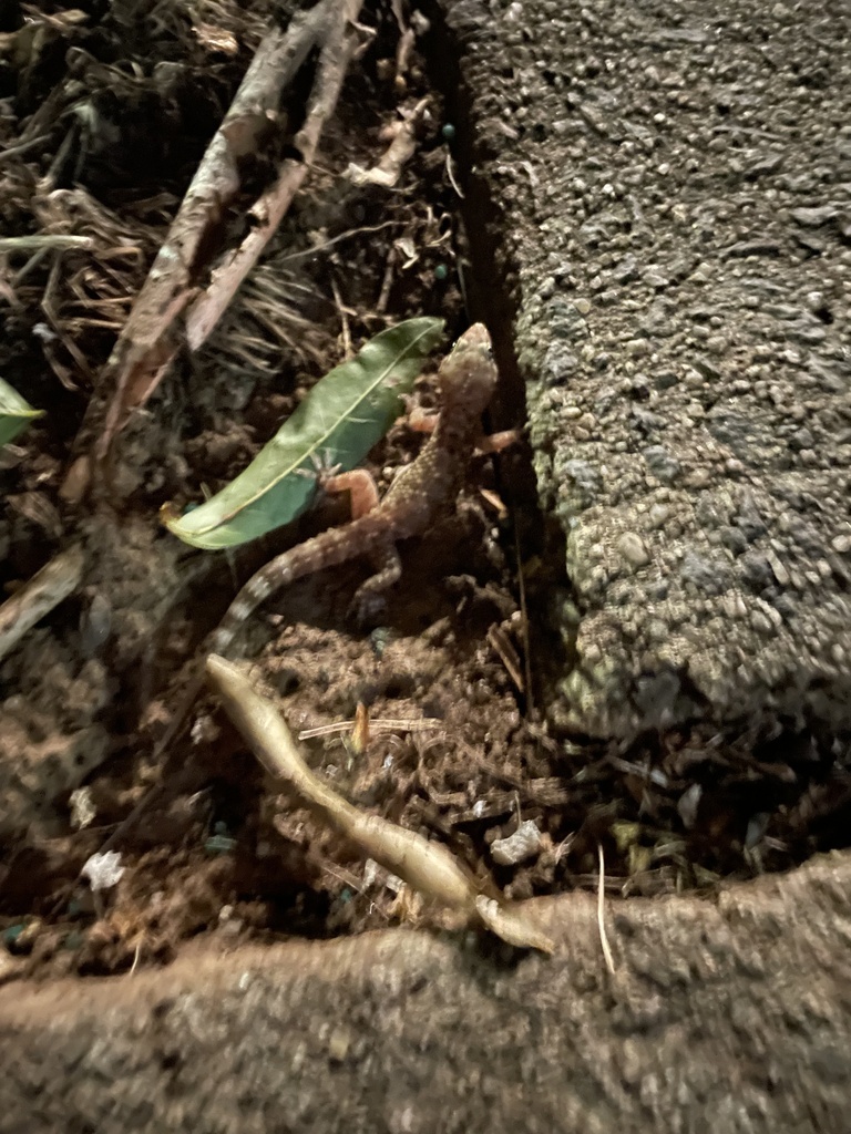 Mediterranean House Gecko from E 7th St, Charlotte, NC, US on July 6 ...