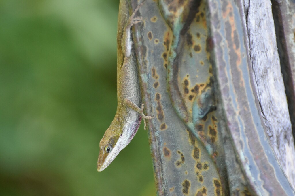 Green Anole from Tyler County, TX, USA on June 30, 2023 at 10:00 AM by ...