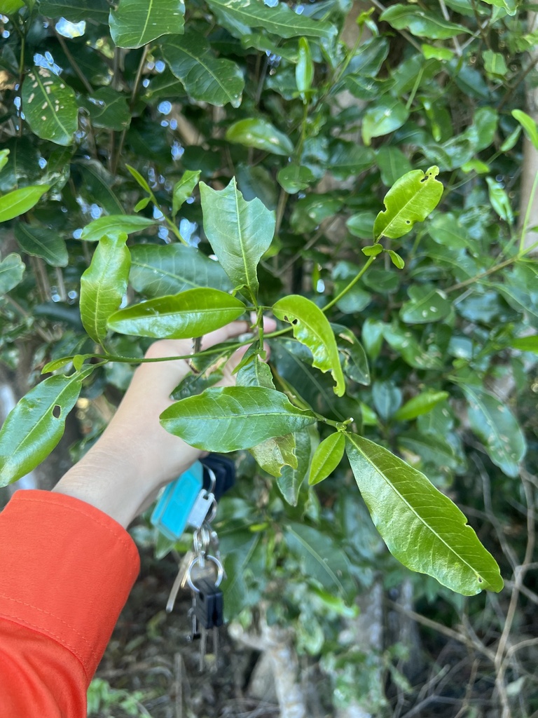 common acronychia from Bridge Creek Rd, Maleny, QLD, AU on July 7, 2023 ...