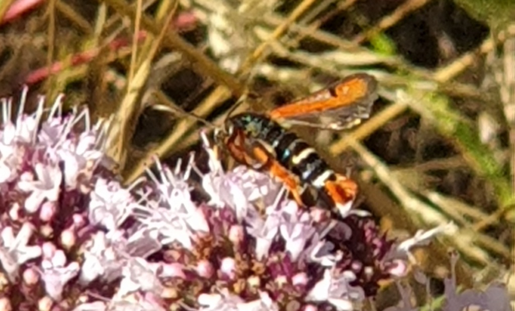 Fiery Clearwing from Bibracte France on July 6, 2023 at 11:54 AM by ...