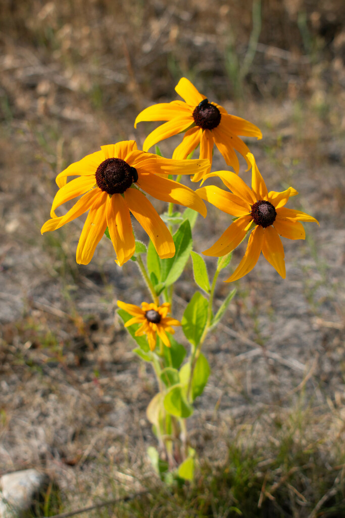 black-eyed Susan from Spokane County, WA, USA on July 4, 2023 at 04:58 ...
