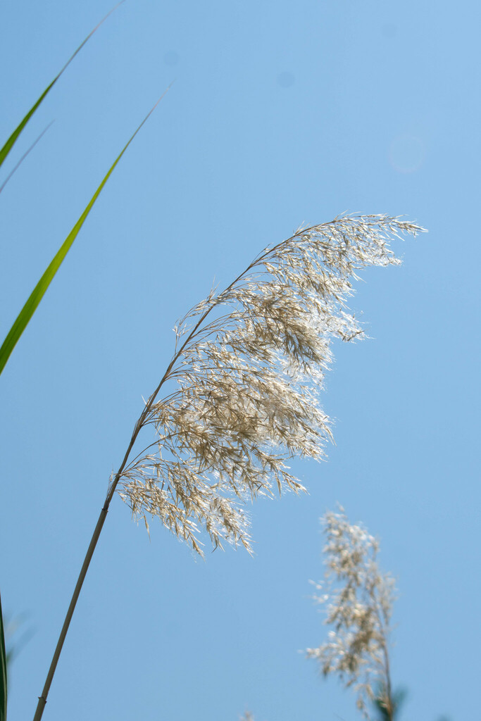 American common reed from Spokane Valley, WA, USA on July 4, 2023 at 11 ...