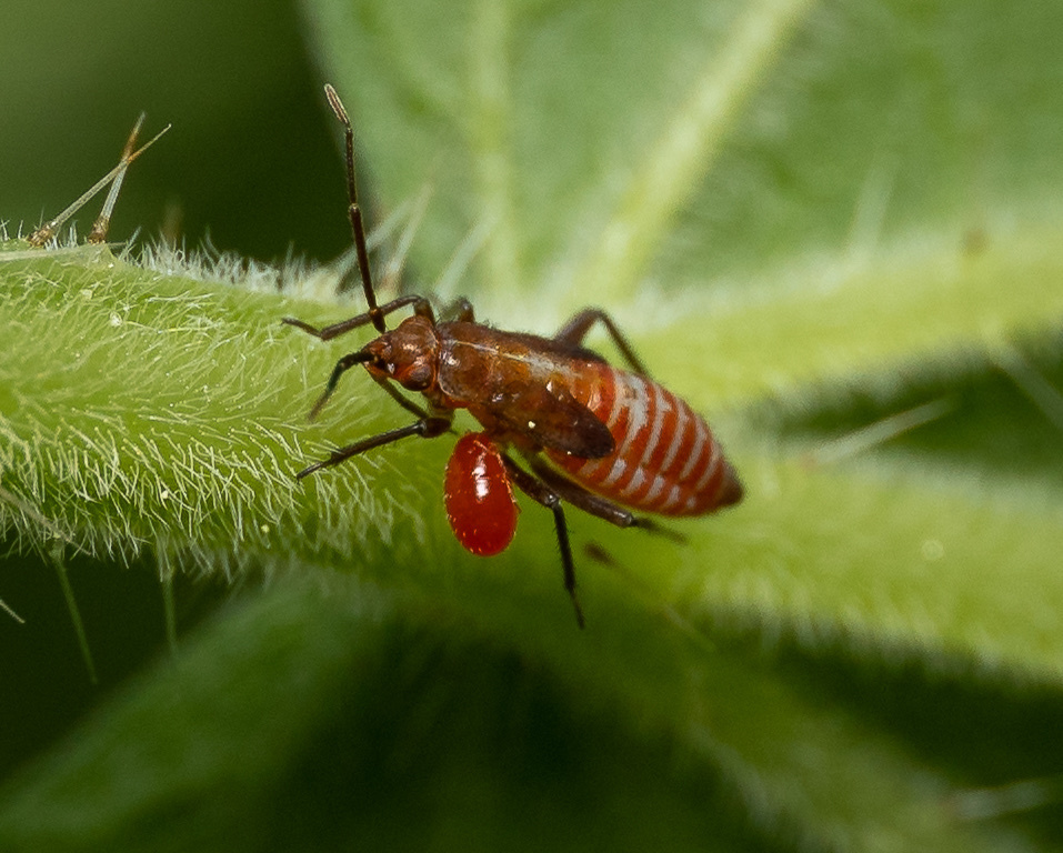True Bugs from San Bernardino National Forest, Mentone, CA, US on July ...