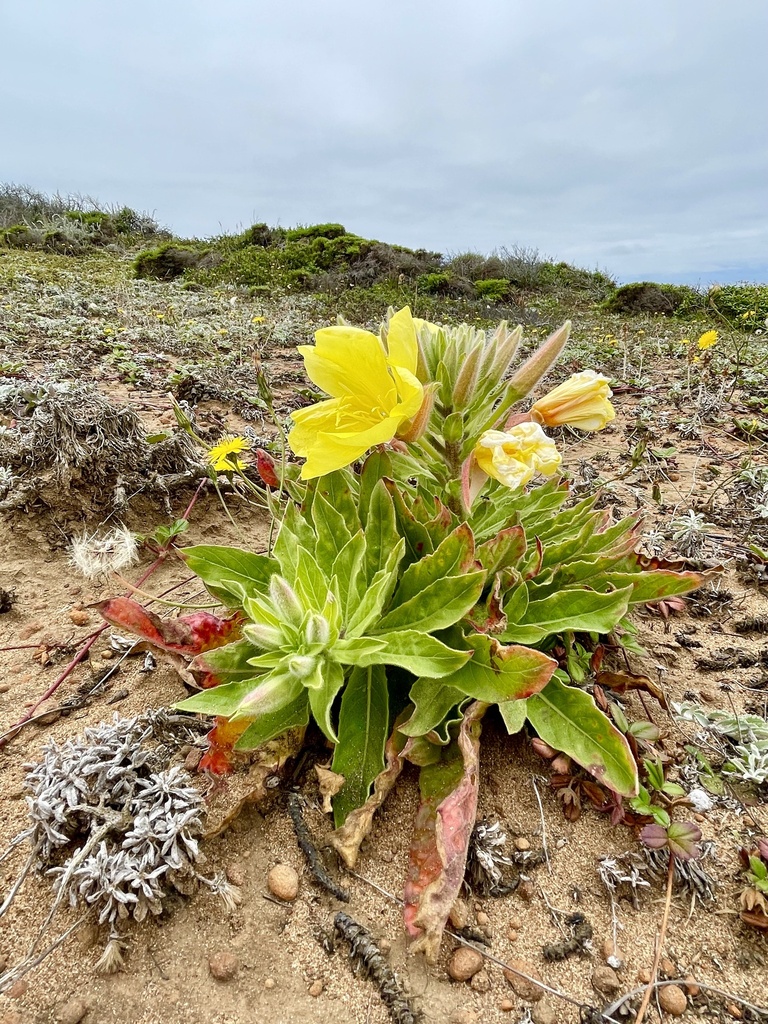 Hooker's evening primrose from Andrew Molera State Park, Big Sur, CA ...