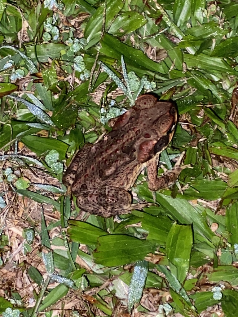 Cane Toad from Viti Levu, Fiji, FJ on June 30, 2023 at 08:51 PM by ...