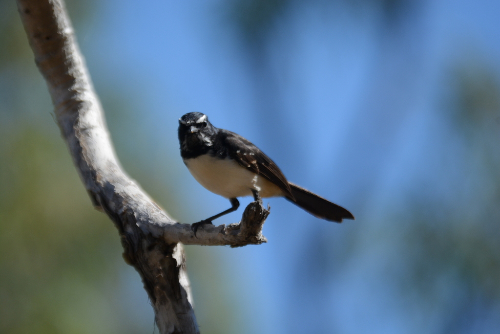 Willie Wagtail from Nicholson QLD 4830, Australia on May 19, 2021 at 11 ...