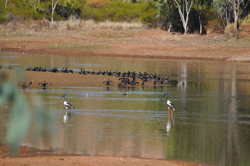 Birds from Mount Isa QLD 4825, Australia on August 15, 2011 at 10:27 AM ...