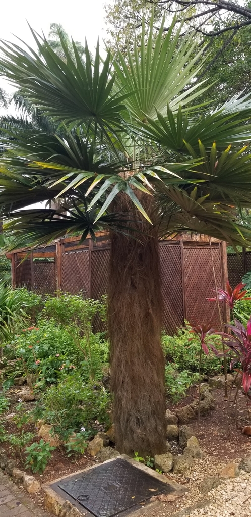 old man palm from Cuba on February 9, 2022 by Cindie T. Dillard ...