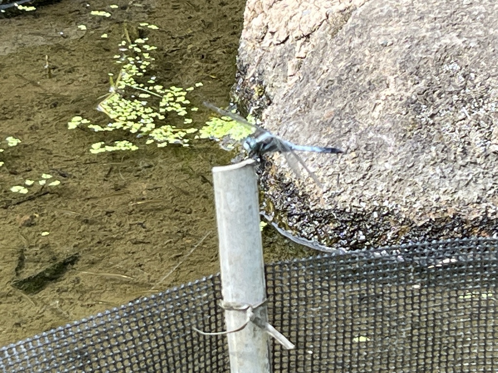 White-tailed Skimmer from National Museum of Nature & Science Tsukuba ...