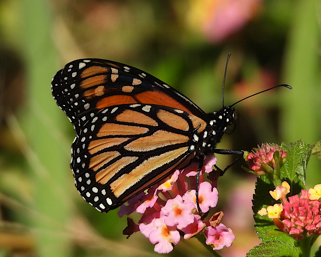 Monarch from Draytons Crossing, Draper QLD 4520, Australia on July 7 ...