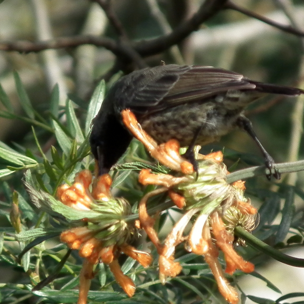 Southern Amethyst Sunbird from Garden Route Botanical Garden on July 5 ...