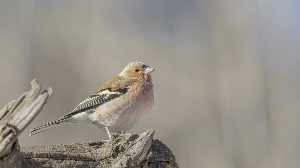 Common Chaffinch from 中国北京市昌平区 on January 14, 2023 at 11:38 PM by ...