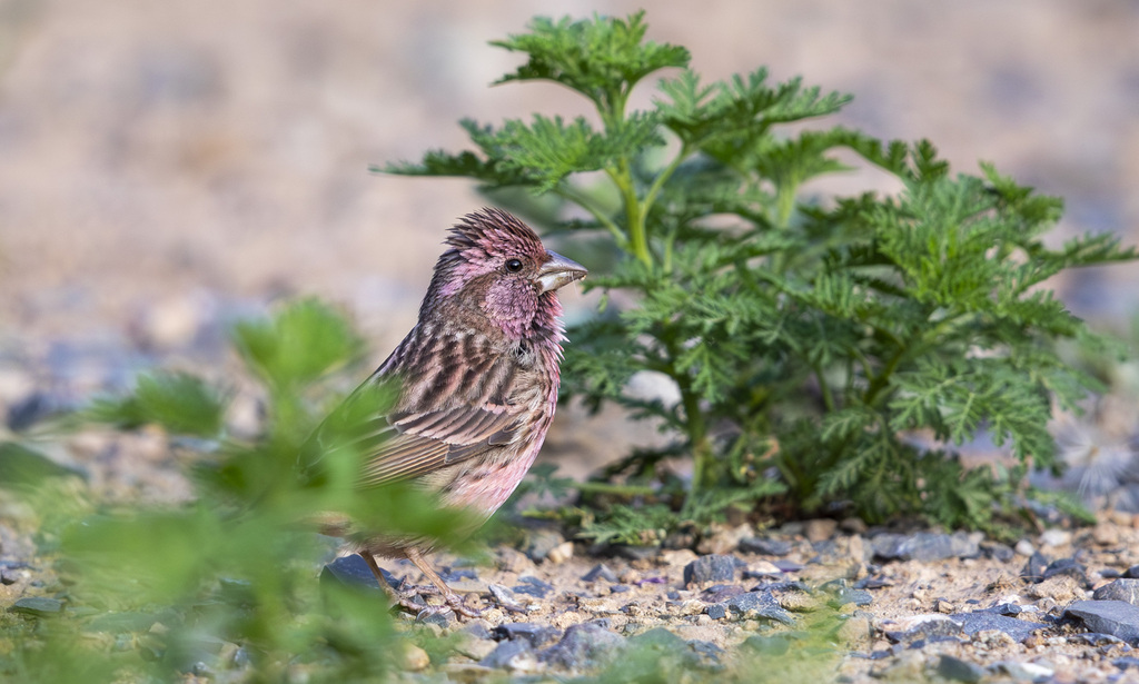 Chinese Beautiful Rosefinch from 中国北京市门头沟区 on June 10, 2023 at 07:06 PM ...