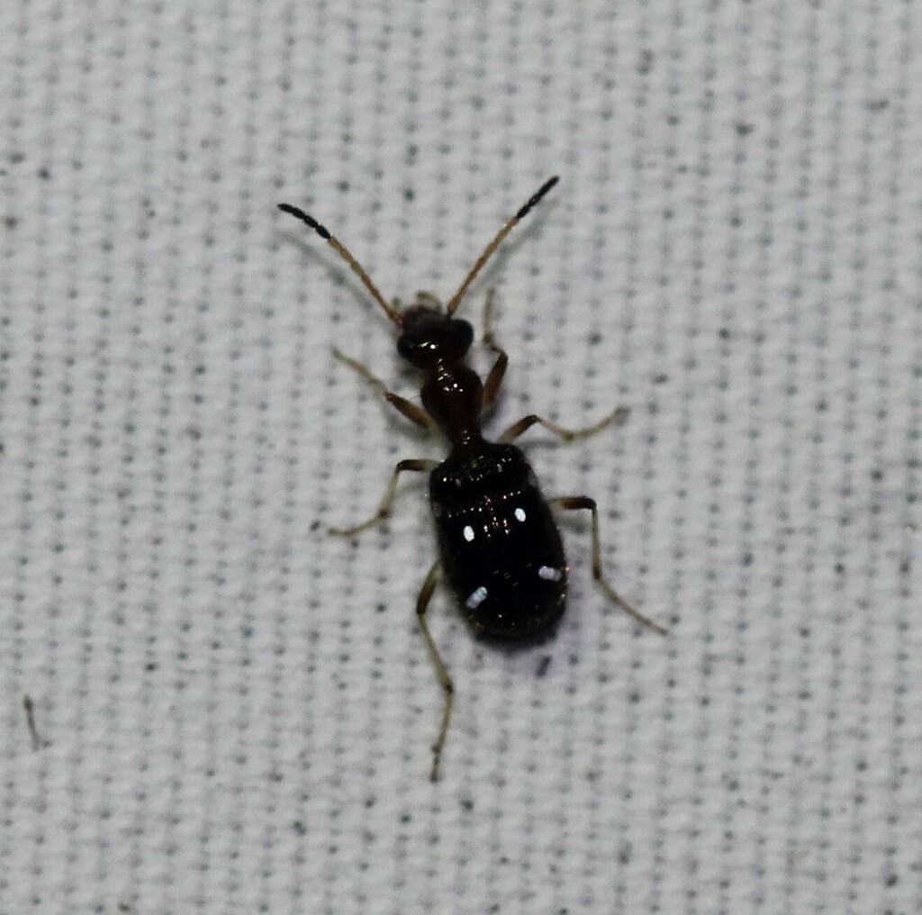 Ega sallei from South Side, Corpus Christi, TX, USA on July 6, 2023 at ...