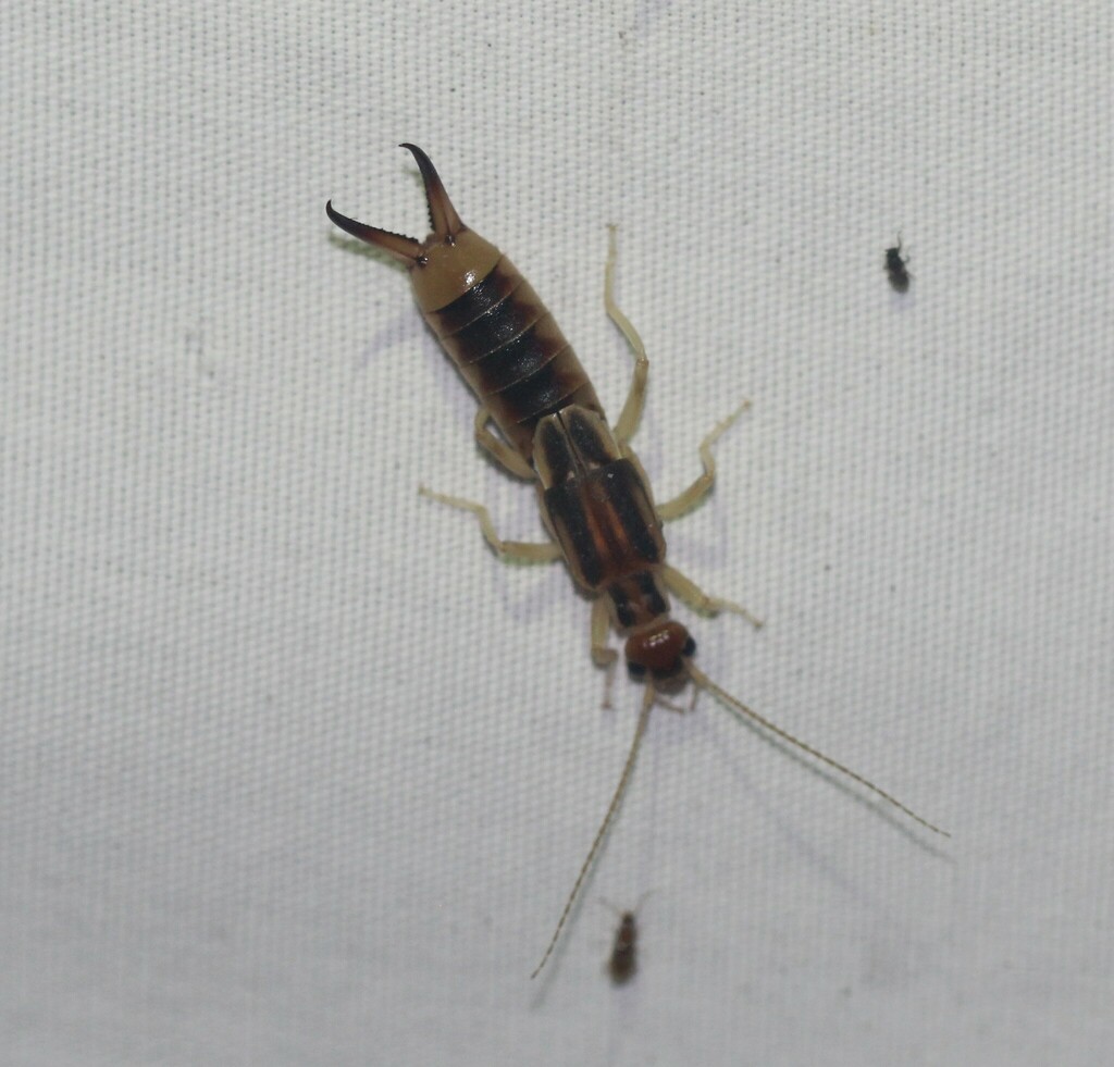 Shore Earwig from South Side, Corpus Christi, TX, USA on July 6, 2023 ...